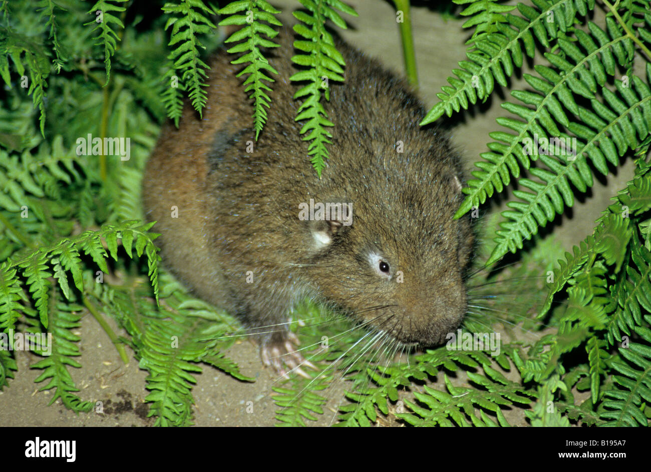 Mountain beaver (Aplodontia rufa), temperate rain forest, British ...