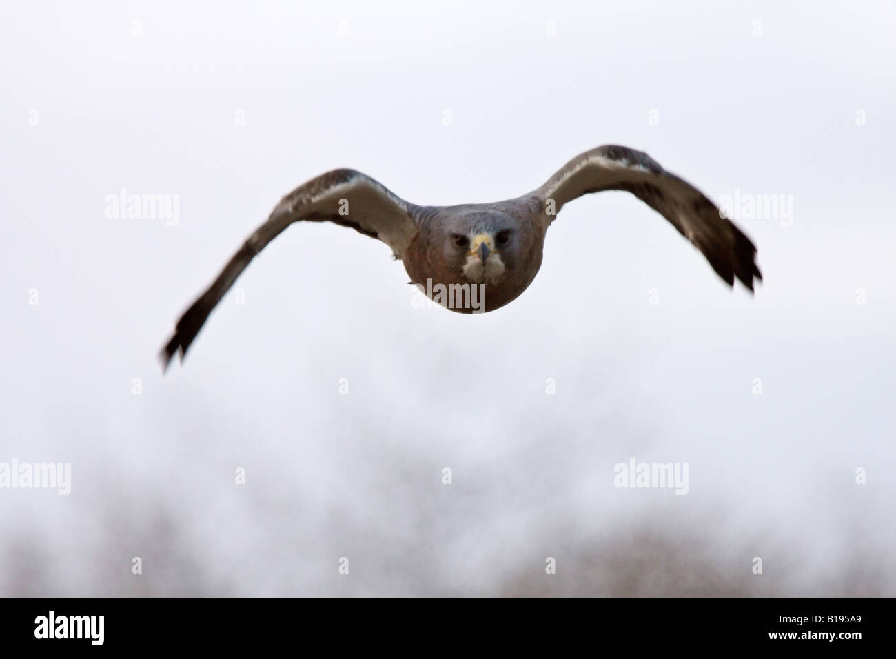 Swainson s Hawk diving at photographer Stock Photo - Alamy
