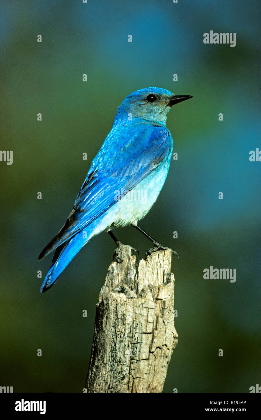 Adult male mountain bluebird (Sialia currucoides), Alberta, Canada ...