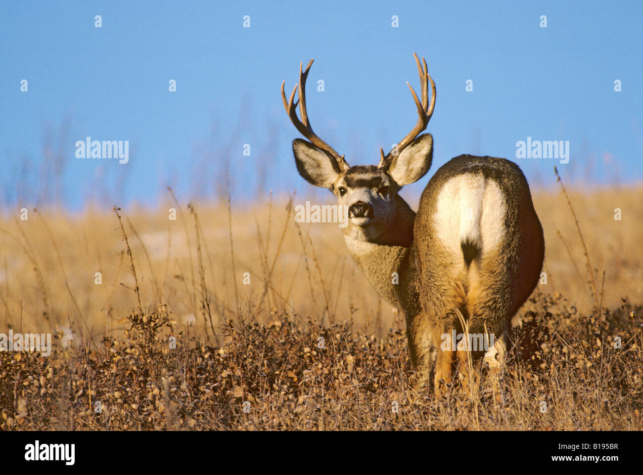 Mule deer buck (Odocoileus hemionus), Alberta, Canada Stock Photo - Alamy