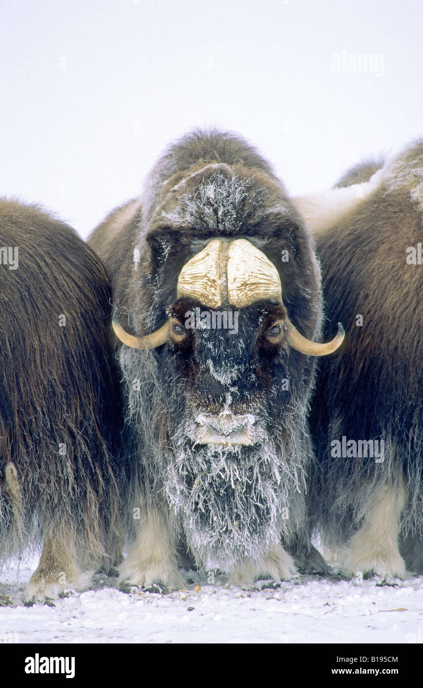 Adult bull muskox (Ovibos moschatus) in defensive circle, Banks Island ...