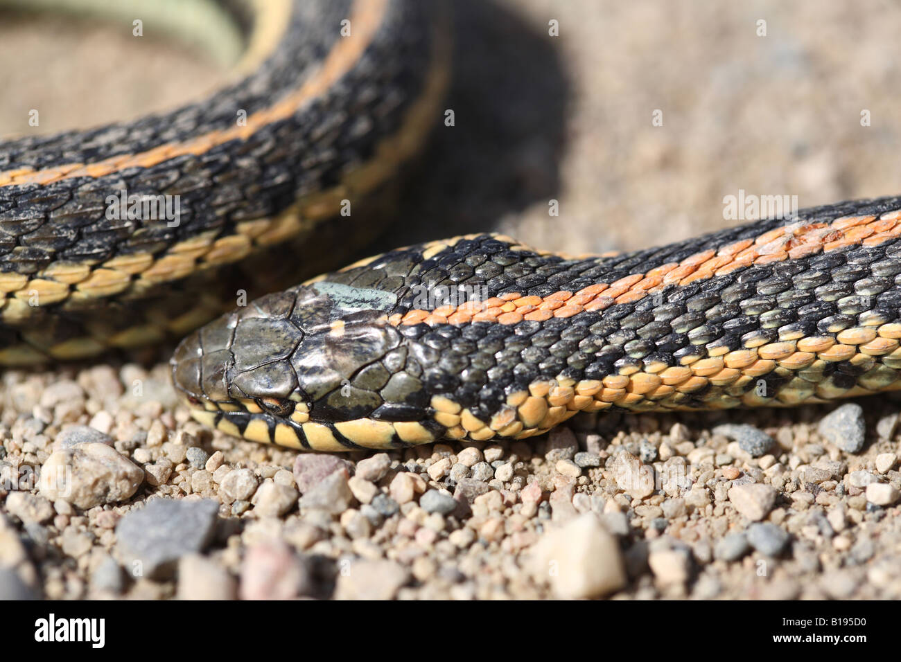Snake on the road hi-res stock photography and images - Alamy