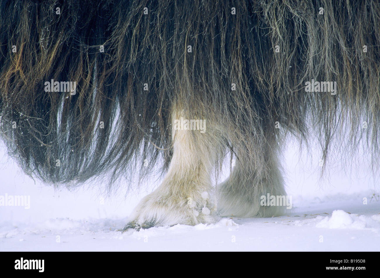 Long guard hairs on an adult muskox (Ovibos moschatus). Banks Island ...