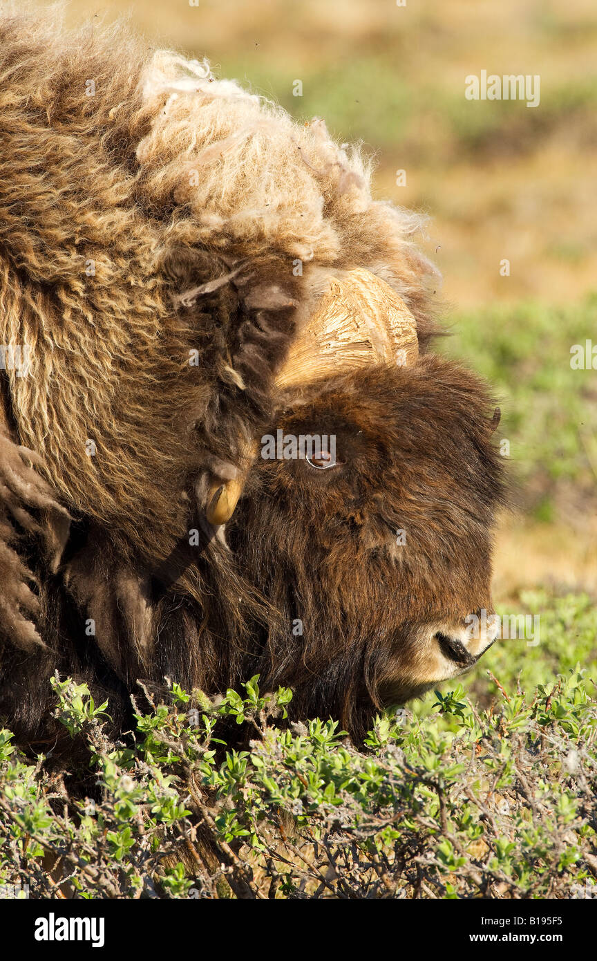Muskox bull (Ovibos moschatus) eating willow bushes, Victoria Island ...