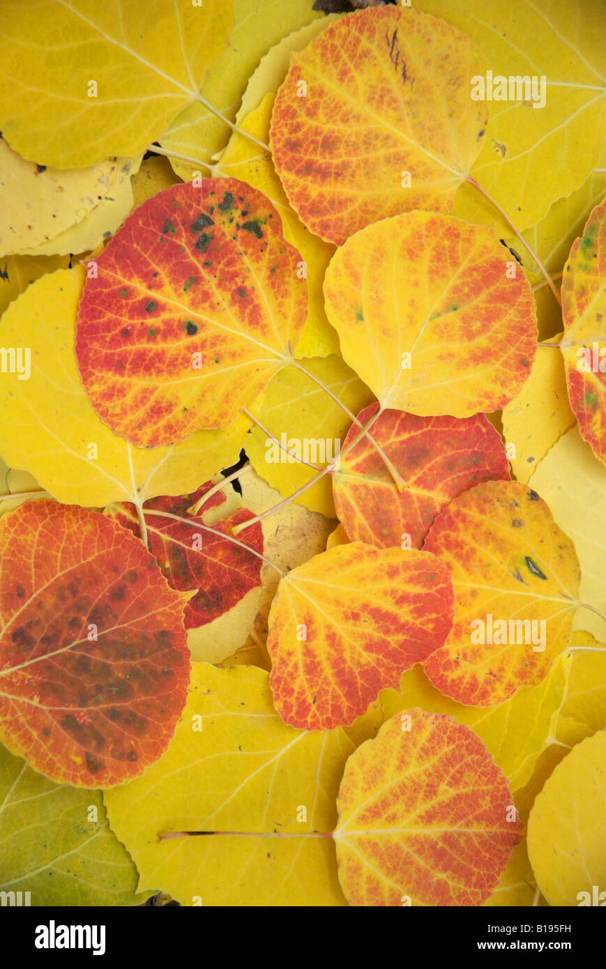 brightly colored fall aspen leaves on the ground in colorado Stock ...