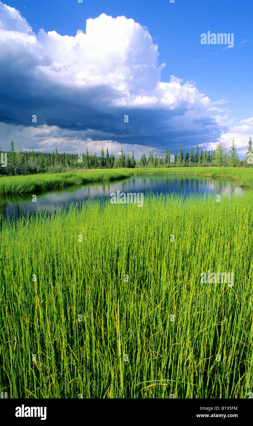 Sedge marsh, unnamed lake, boreal forest of northern Alberta Stock ...