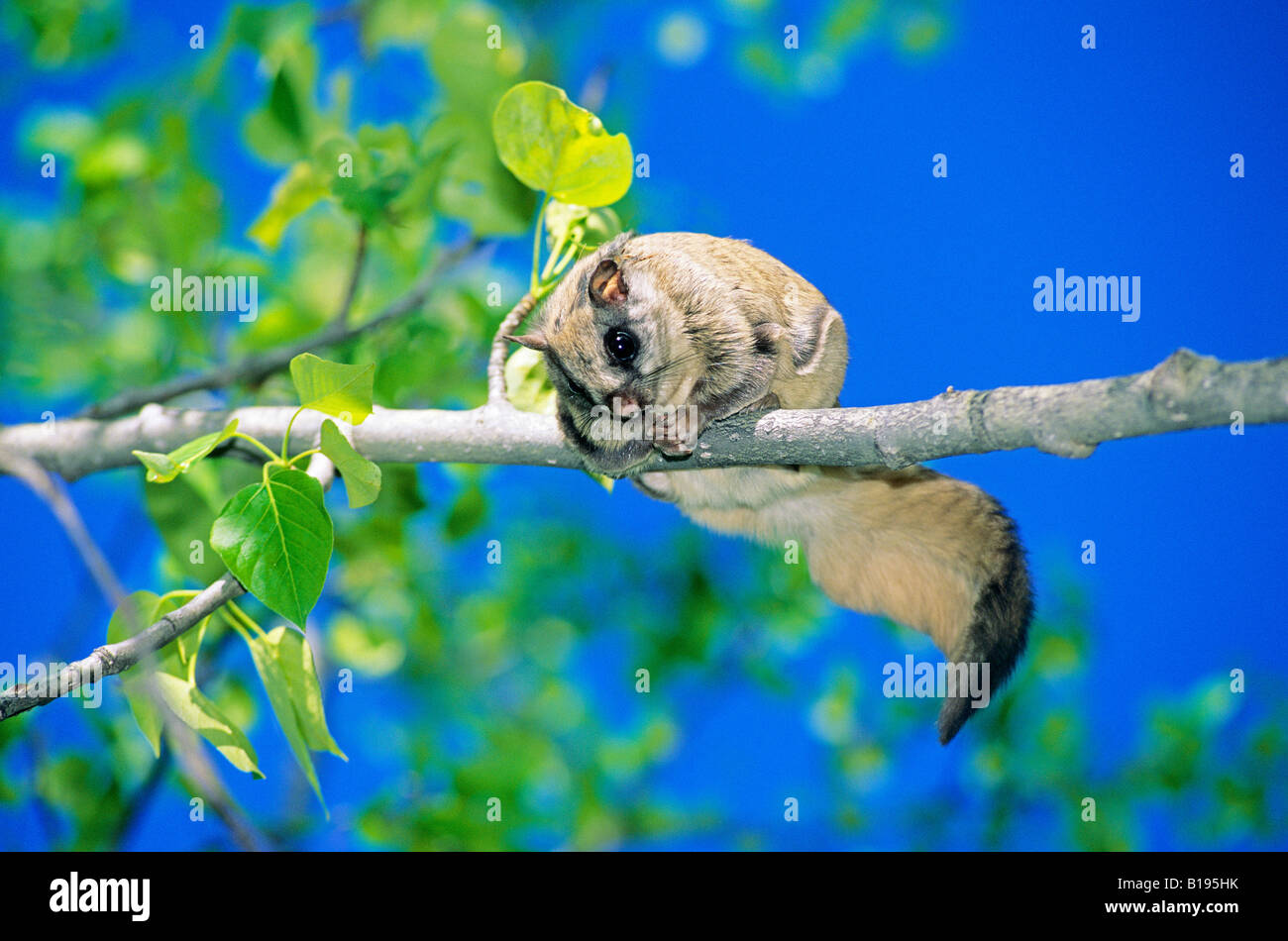 Northern flying squirrel hi-res stock photography and images - Alamy