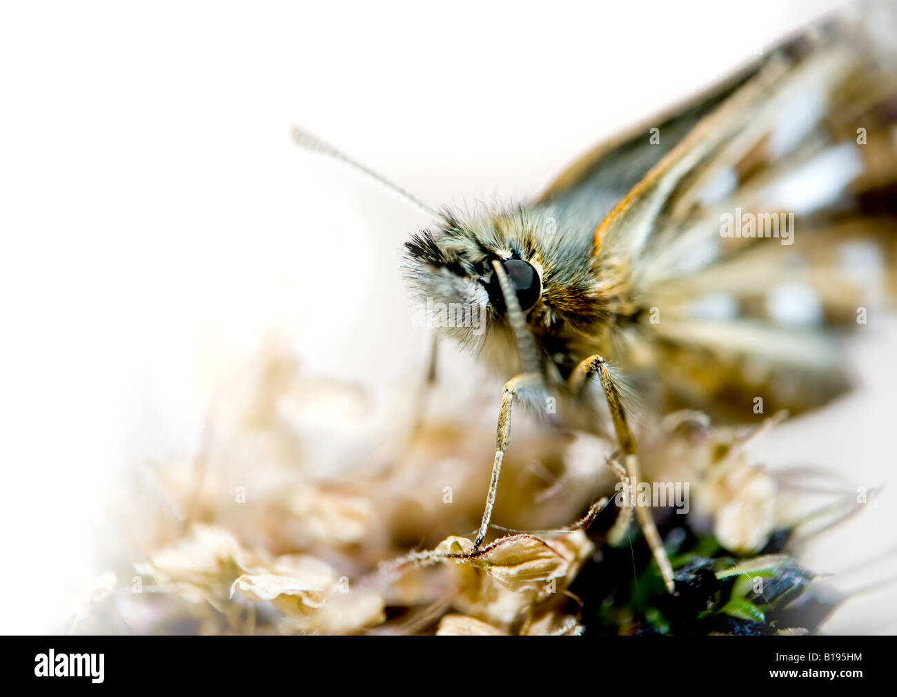 Insect butterfly zoology wings hi-res stock photography and images - Alamy