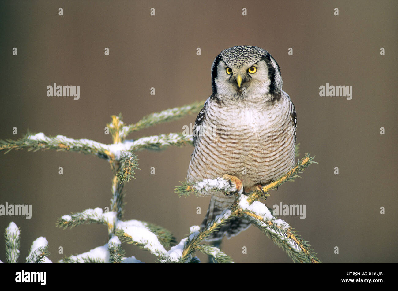 Surnia ulula image hi-res stock photography and images - Alamy