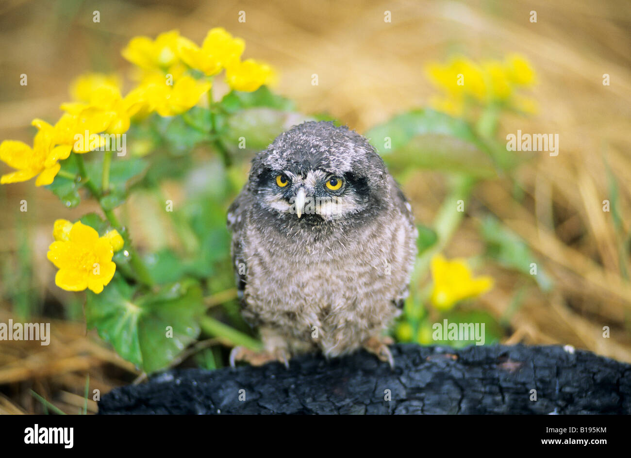 Month-old northern hawk owl (Surnia ulula) chick that has recenting ...