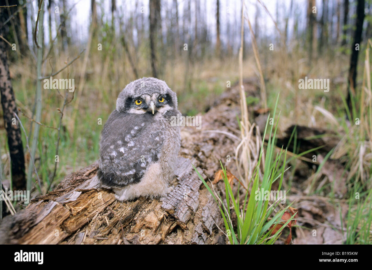 Month-old northern hawk owl (Surnia ulula) branchling near its cavity ...