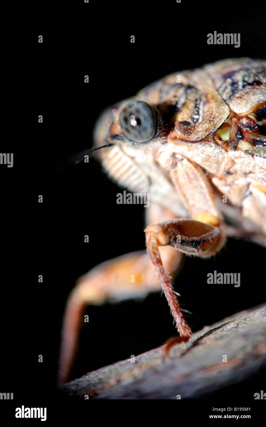 Insect leg hi-res stock photography and images - Alamy