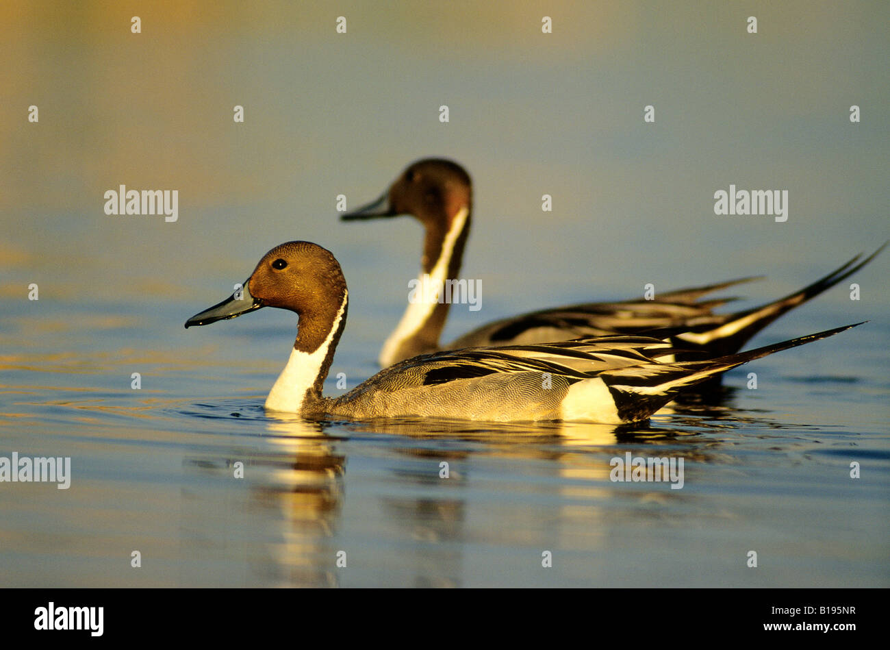 Adult drake northern pintails (Anasa acuta) feeding on vegetation in a ...