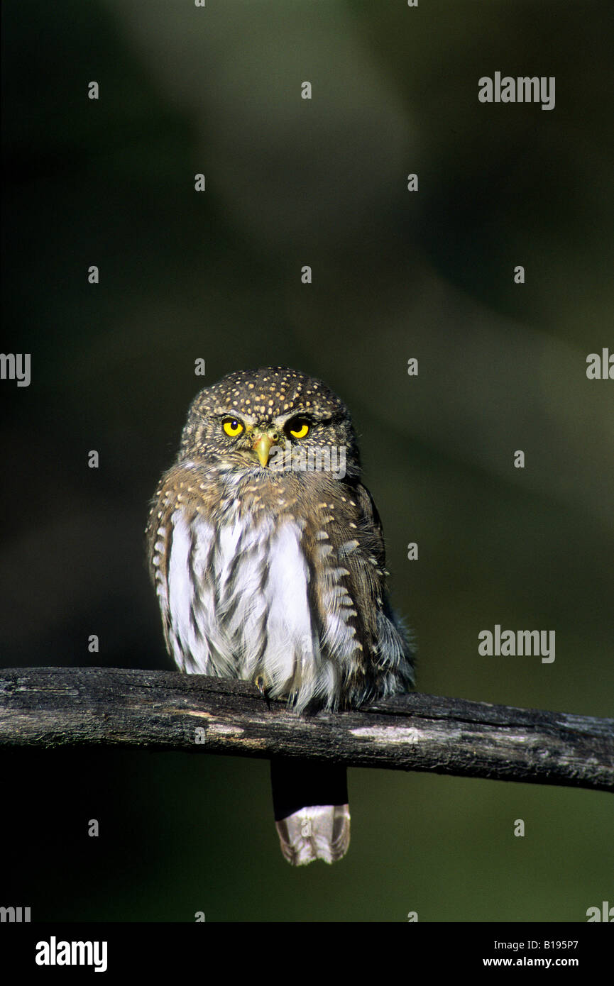 Adult northern pygmy-owl (Glaucidium gnoma) hunting in the foothills of ...