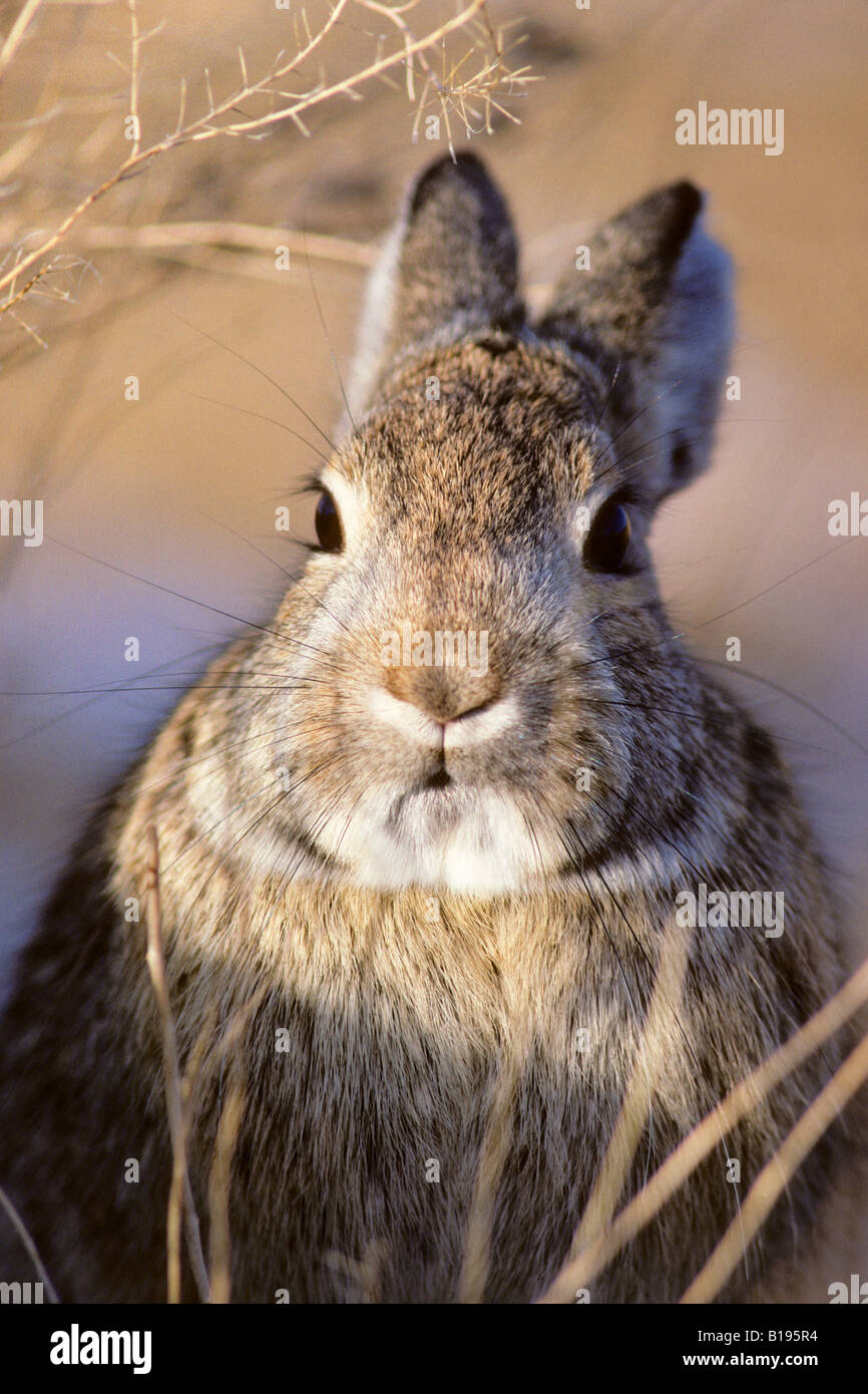 Adult Nuttall's cottontail (Sylvilagus nuttallii), prairie Alberta ...