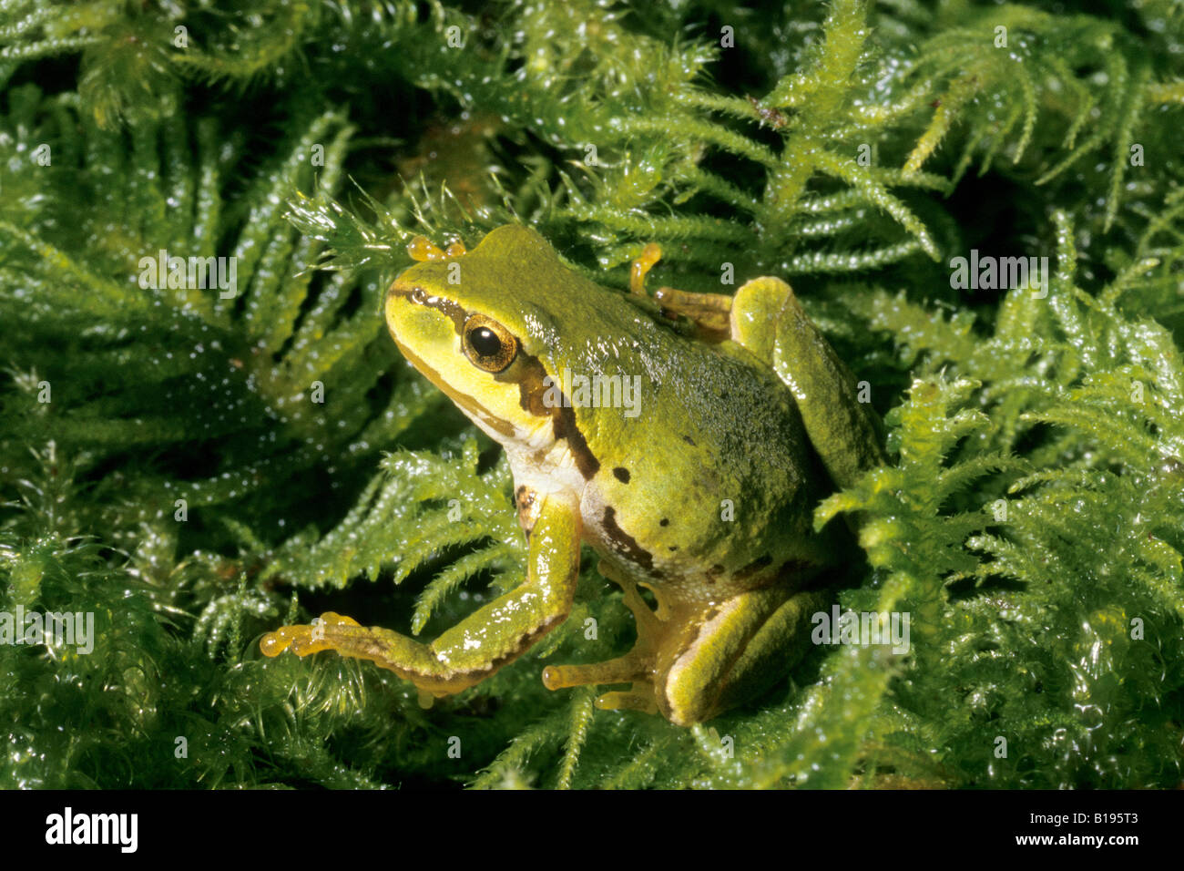 Bri image hi-res stock photography and images - Alamy