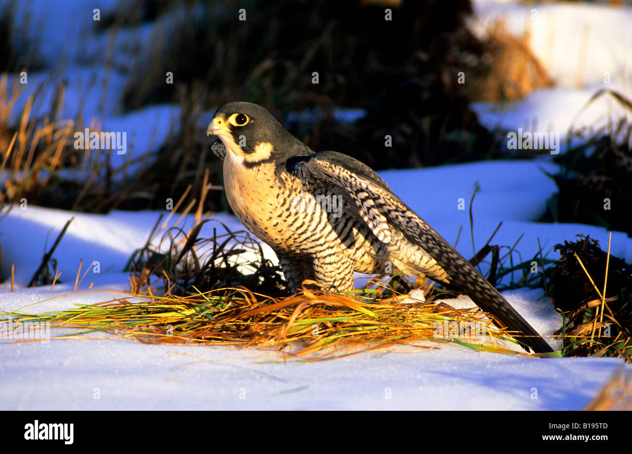 Falcon color hi-res stock photography and images - Alamy