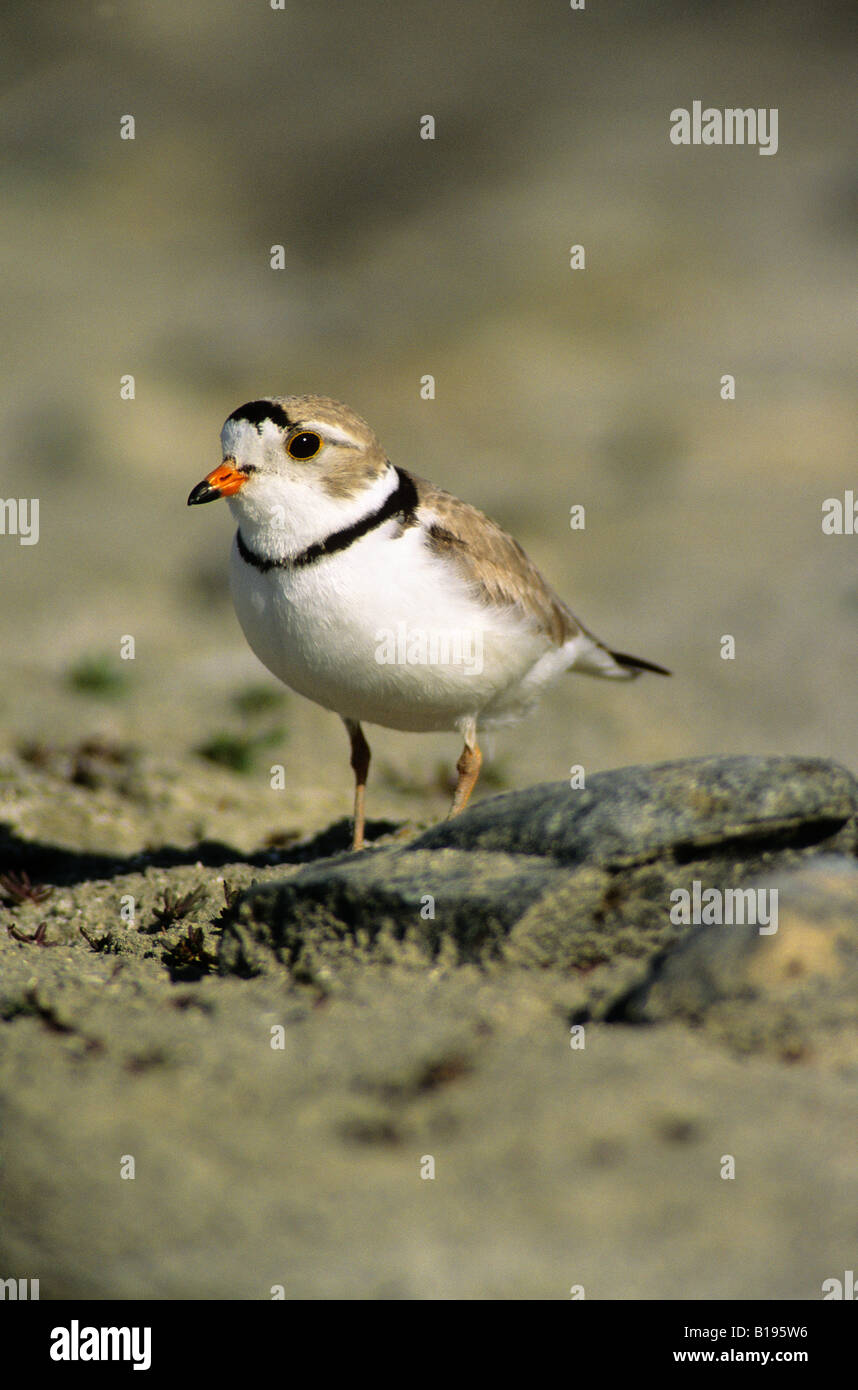 Adult piping plover (Charadrius melodus) in breeding plumage, aspen ...