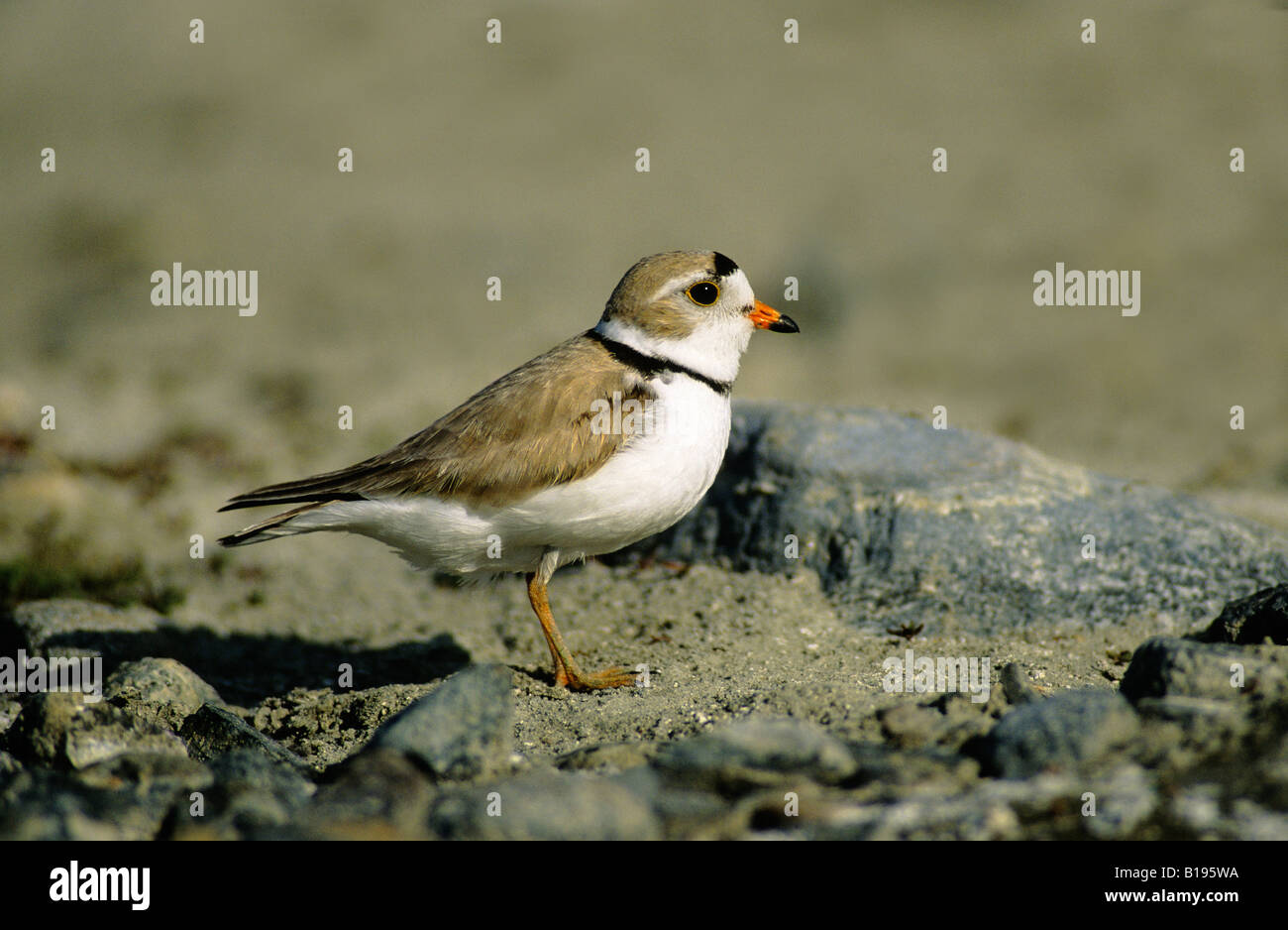 Adult piping plover (Charadrius melodus) in breeding plumage, aspen ...