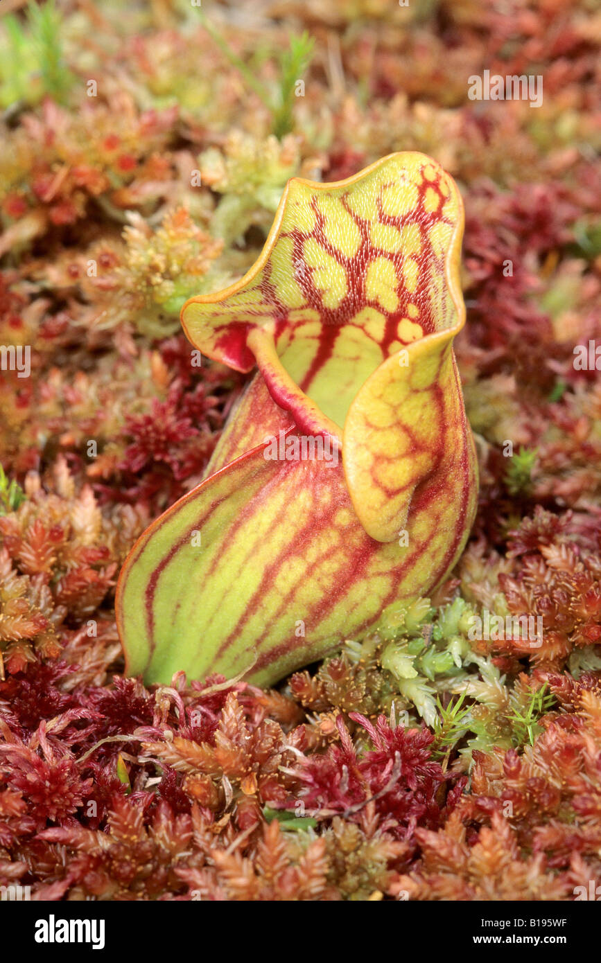 Pitcher plant (Sarracenia purpurea), Newfoundland, Canada Stock Photo ...