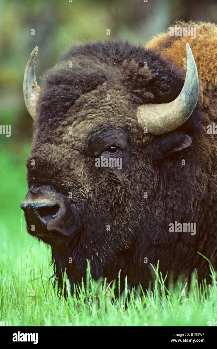 Adult bull bison (Bison bison), prairie Alberta, Canada Stock Photo - Alamy