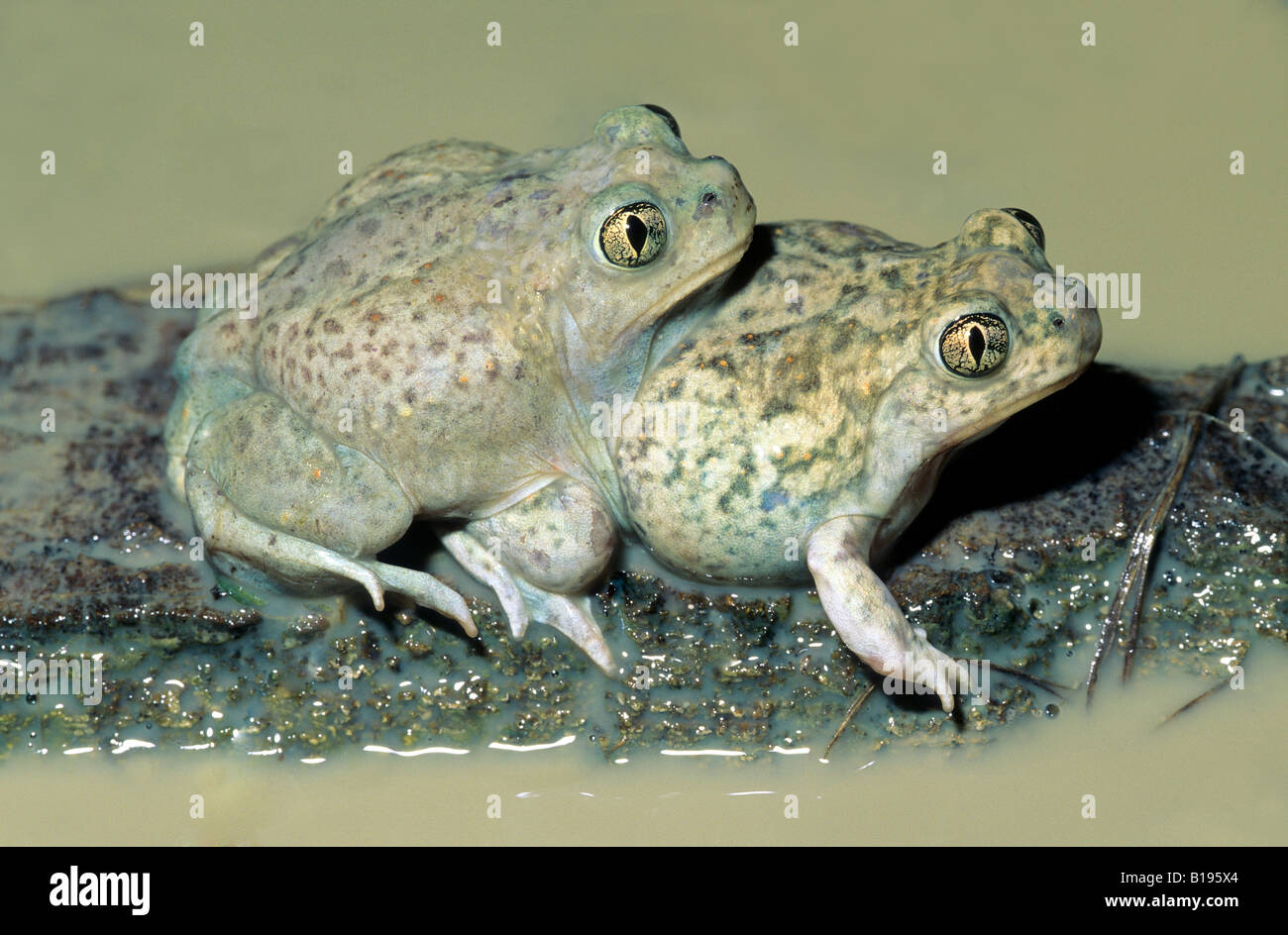Plains spadefoot toads hi-res stock photography and images - Alamy