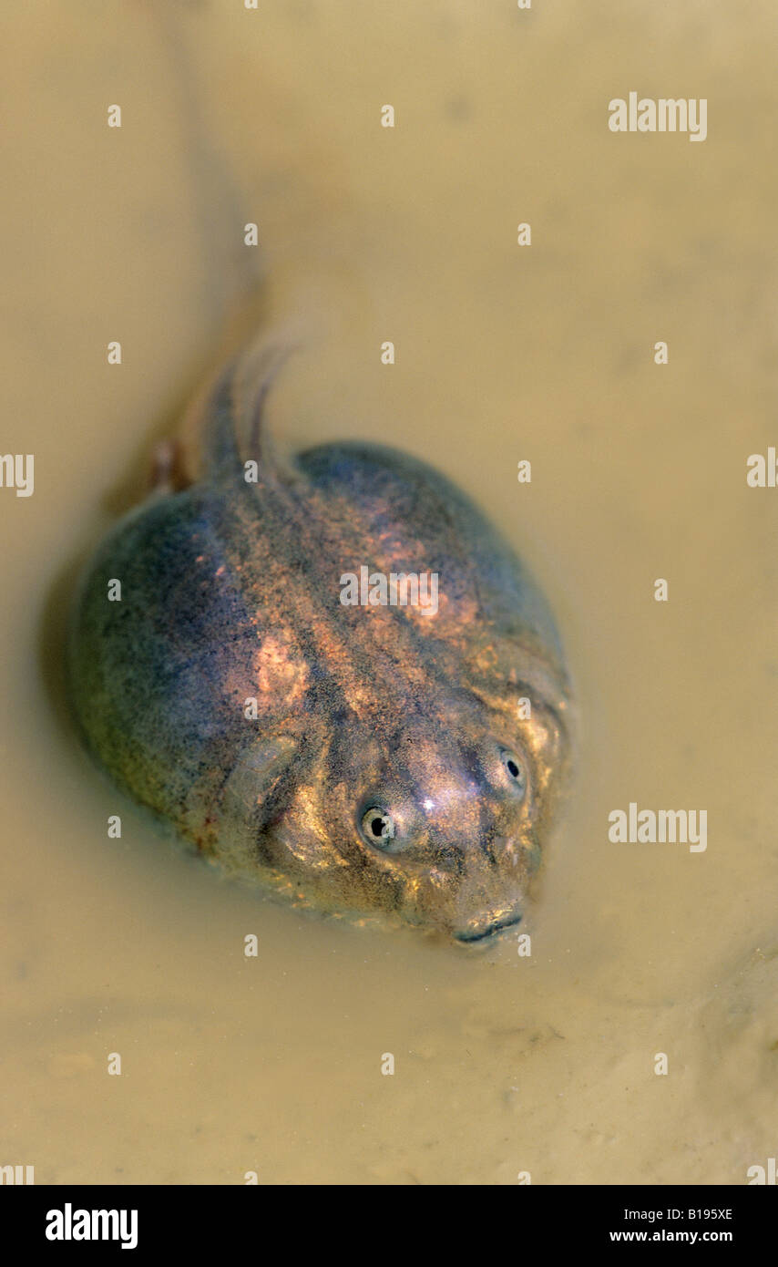 Spadefoot toad tadpoles hi-res stock photography and images - Alamy