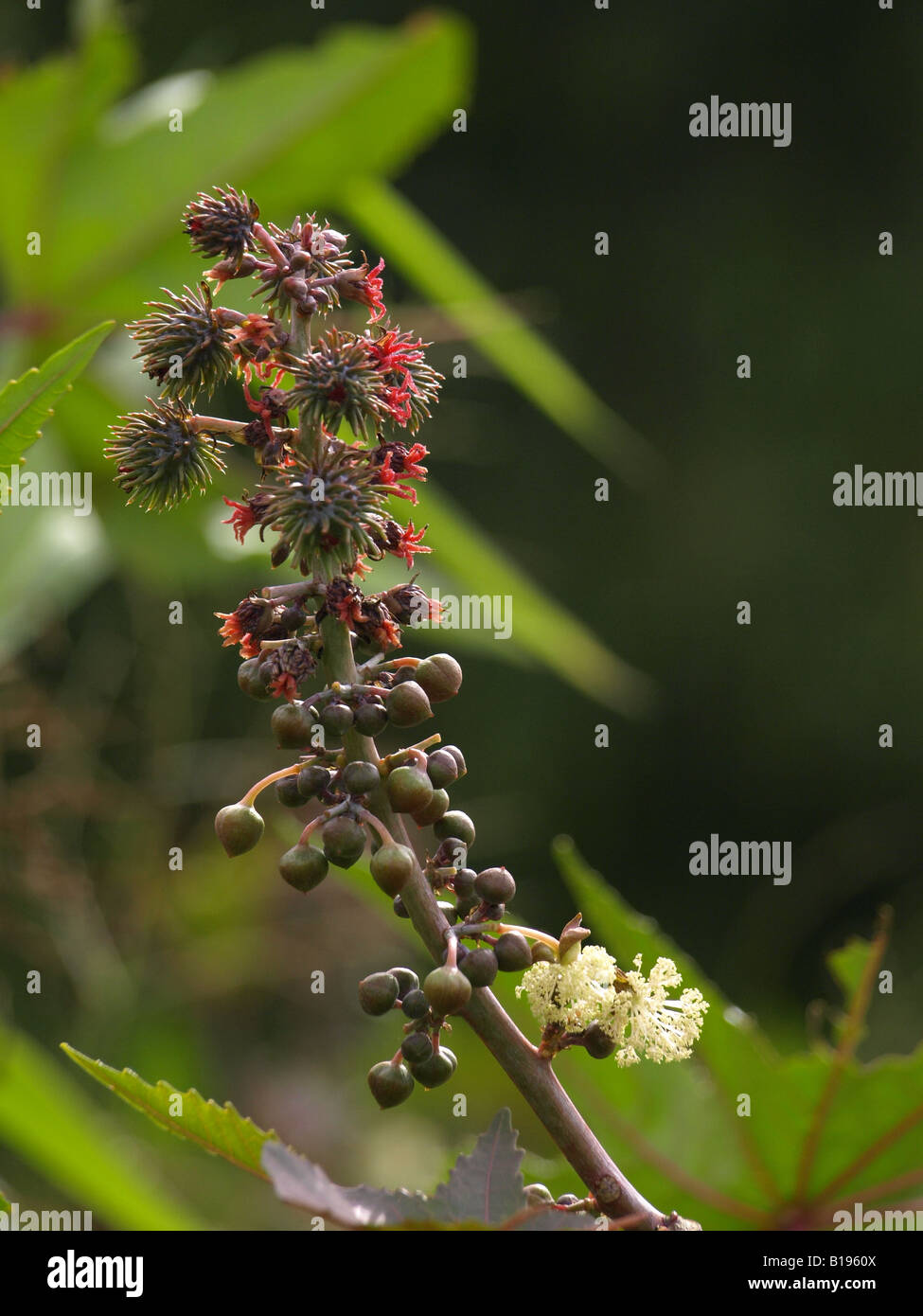 Castor oil seeds hi-res stock photography and images - Alamy