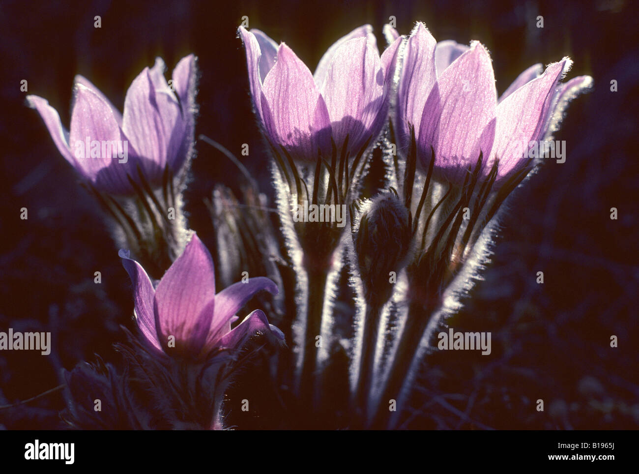 Prairie saskatche hi-res stock photography and images - Alamy