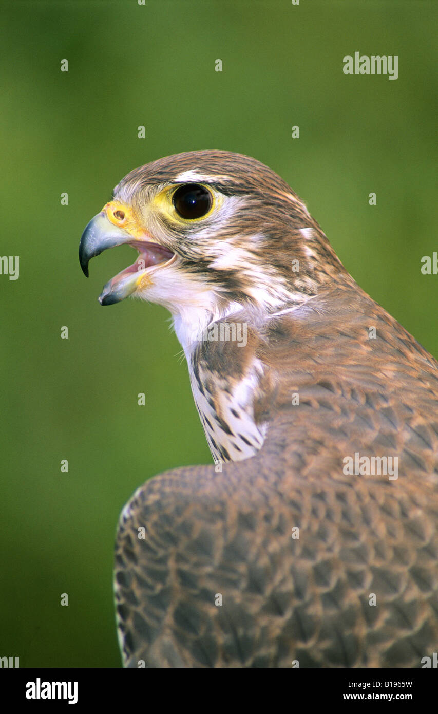 Adult female prairie falcon (Falco mexicanus Stock Photo - Alamy