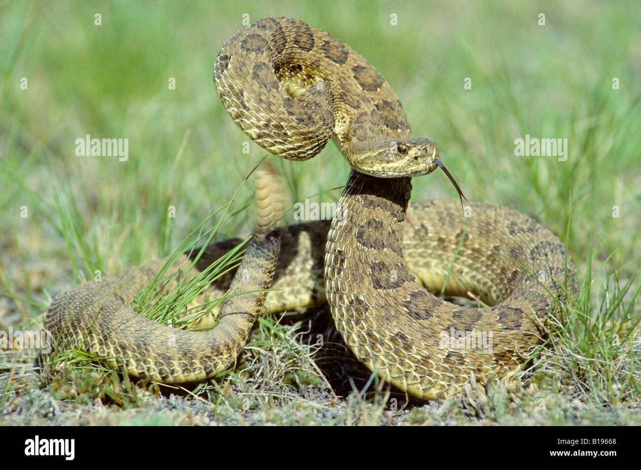 Prairie rattlesnake (Crotalus viridis) in defensive strike posture ...