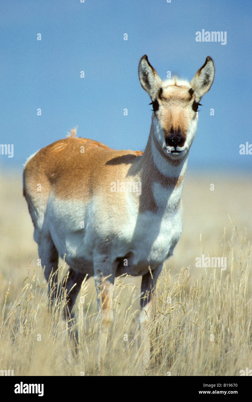 Female Pronghorns High Resolution Stock Photography and Images - Alamy
