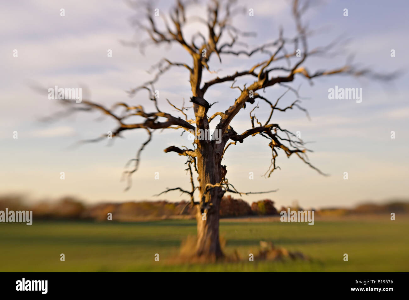 Old oak silhouette hi-res stock photography and images - Alamy