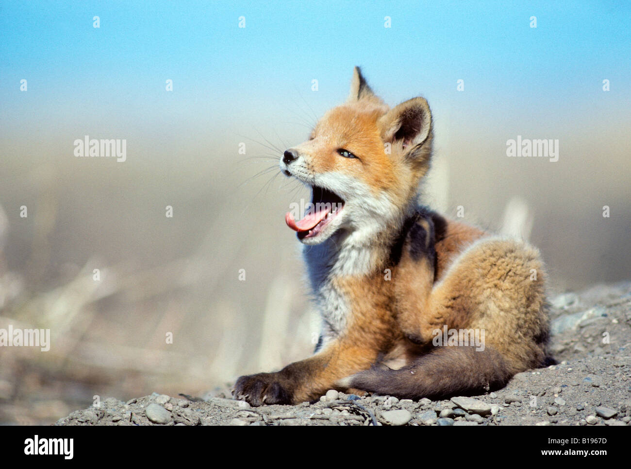 Red fox pup (Vulpes vulpes) scratching an itch near its den in the ...