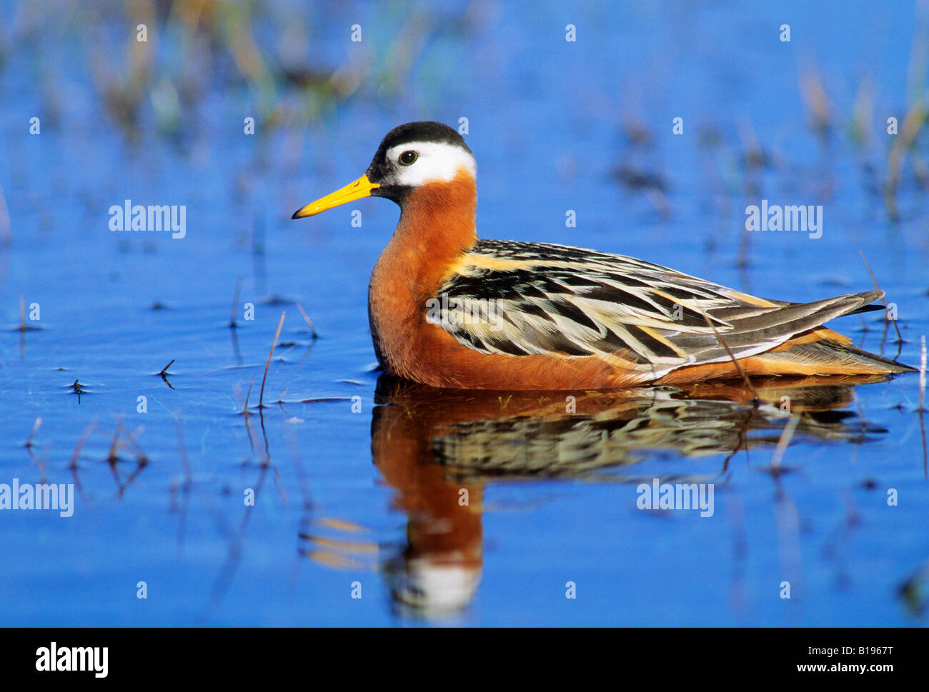 Adult female red phalarope (Phalaropus fulicaria) in full summer ...