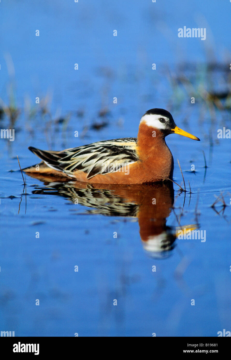 Adult female red phalarope (Phalaropus fulicaria) in full summer ...