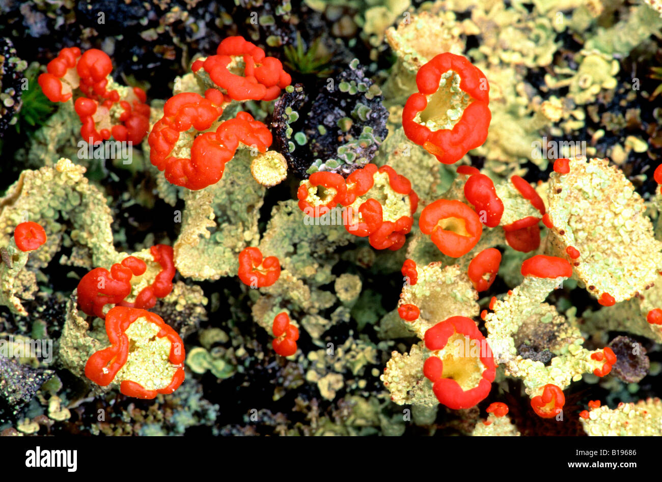 Red pixie cups cladonia borealis hi-res stock photography and images ...