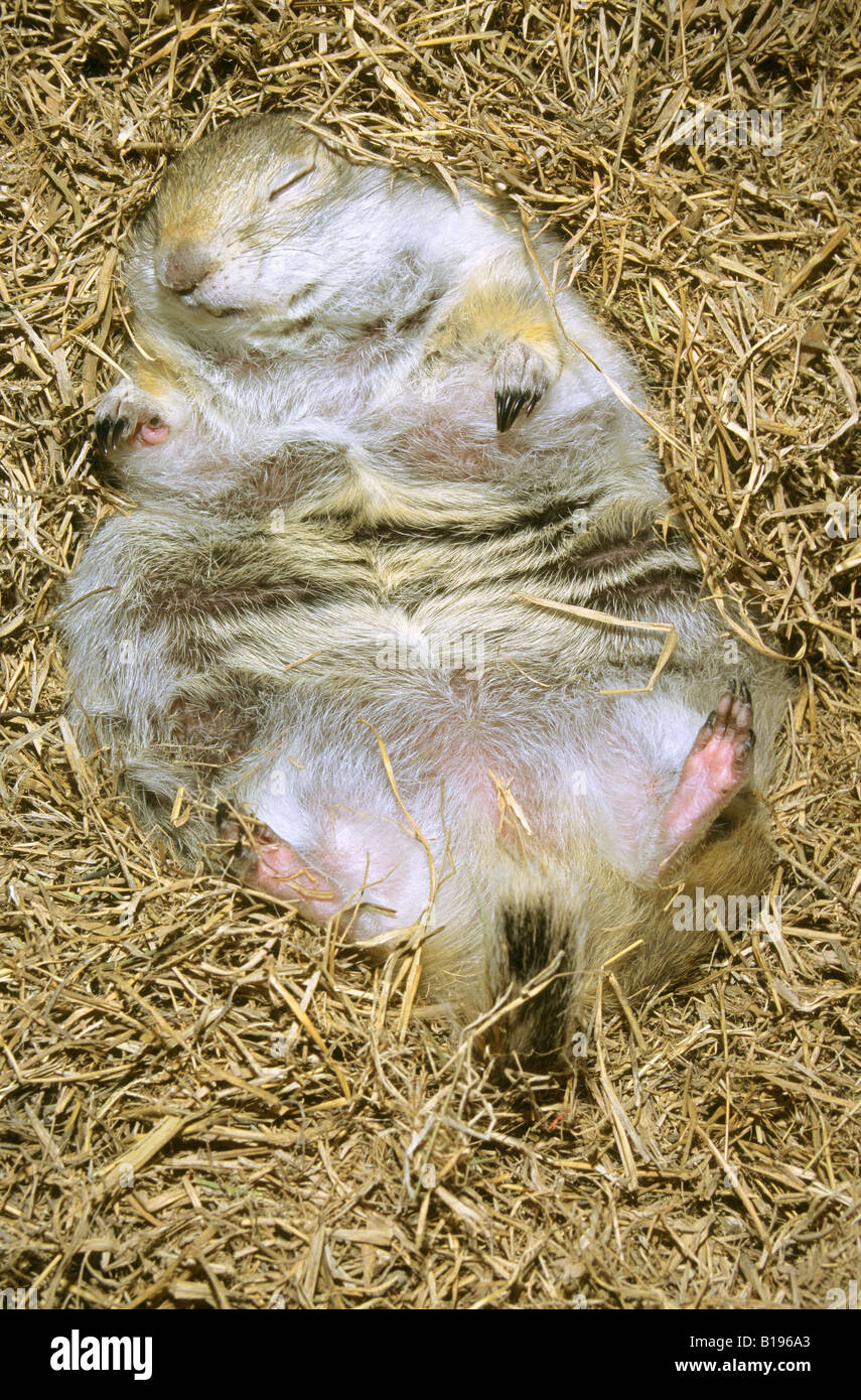 Hibernating Squirrel