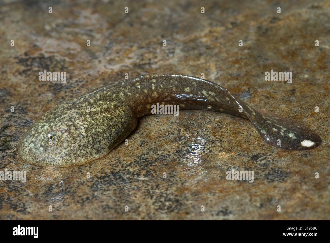 Rocky Mountain tailed frog (Ascaphus montanus) tadpole, Yahk River ...