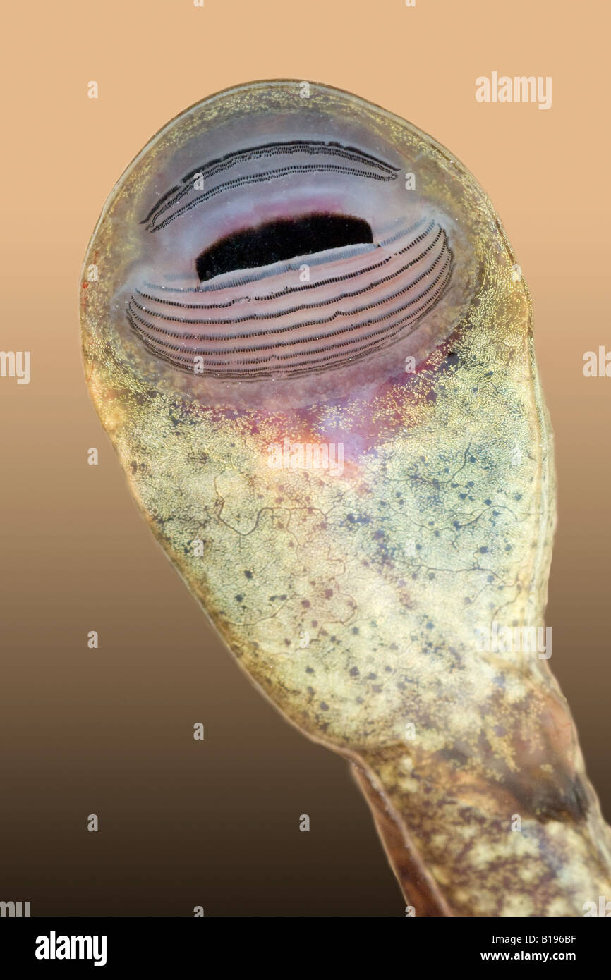 Underside of the head of a Rocky Mountain tailed frog (Ascaphus ...