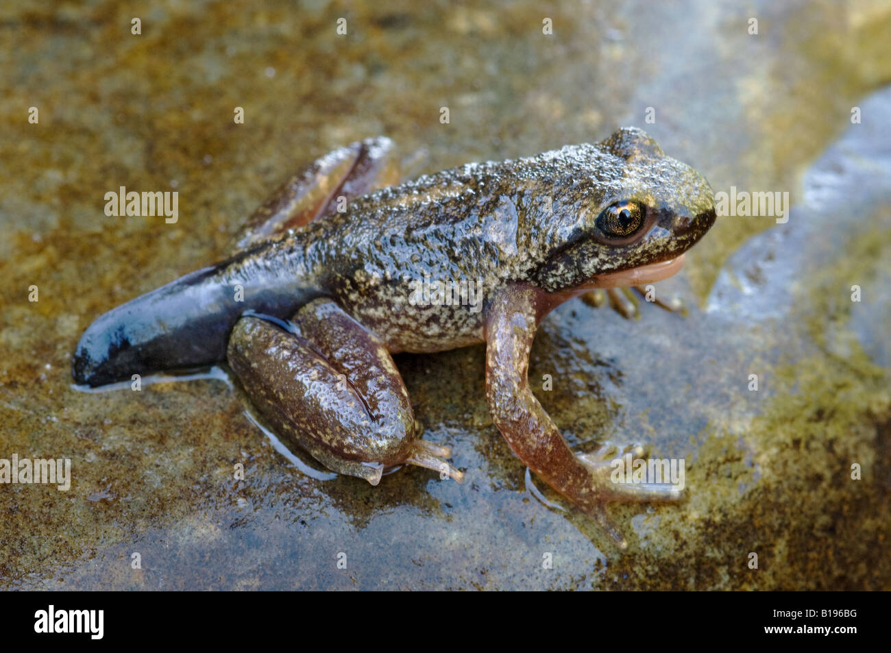 Metamorphosed rocky mountain tailed frog hi-res stock photography and ...