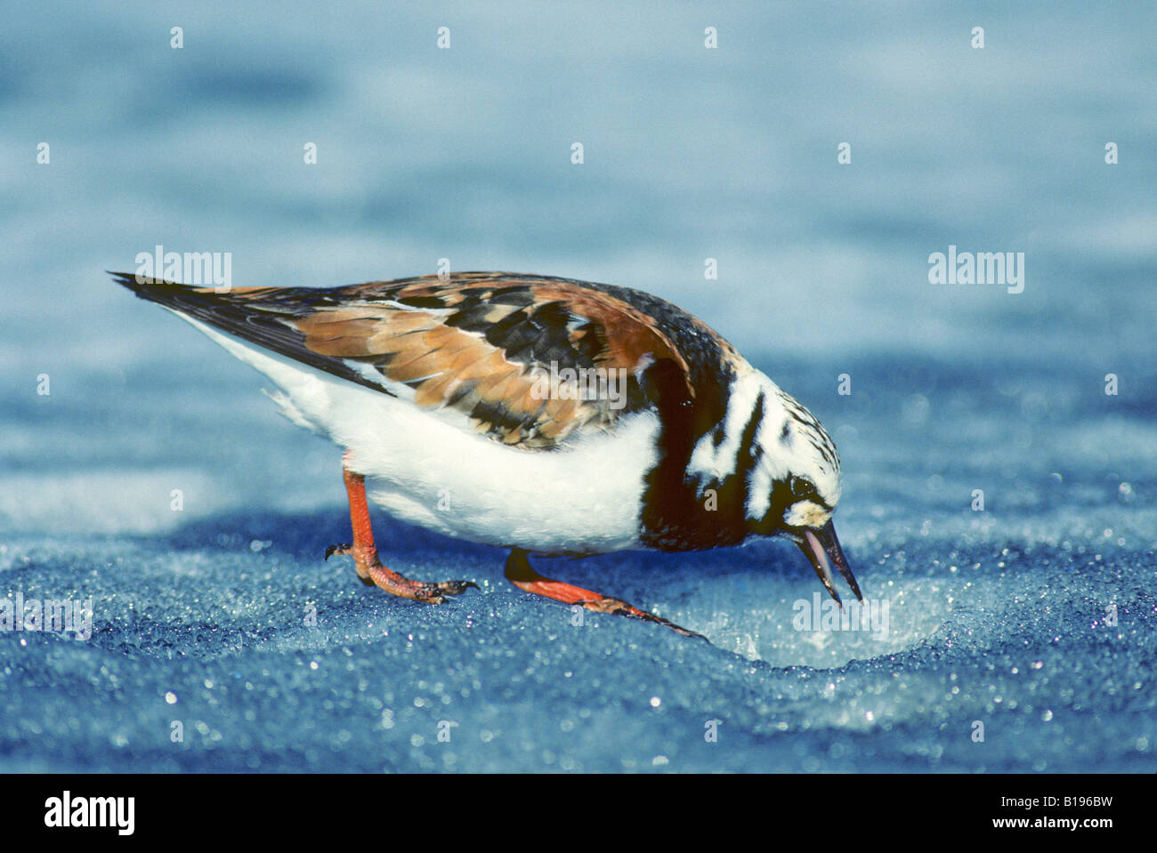 Arctic wolves caribou hi-res stock photography and images - Alamy