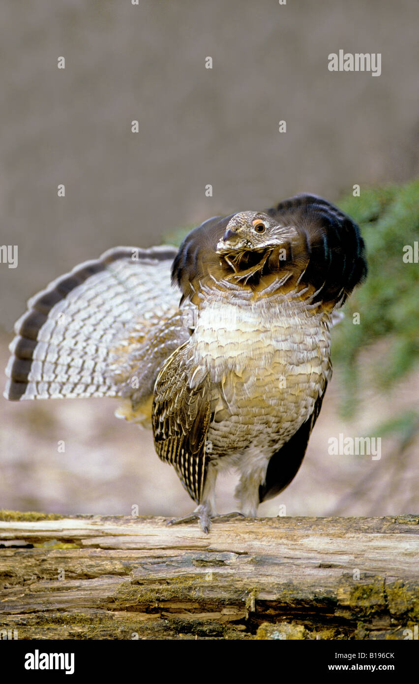 Male ruffed grouse (Bonasa umbellus) displaying to female, Alberta ...