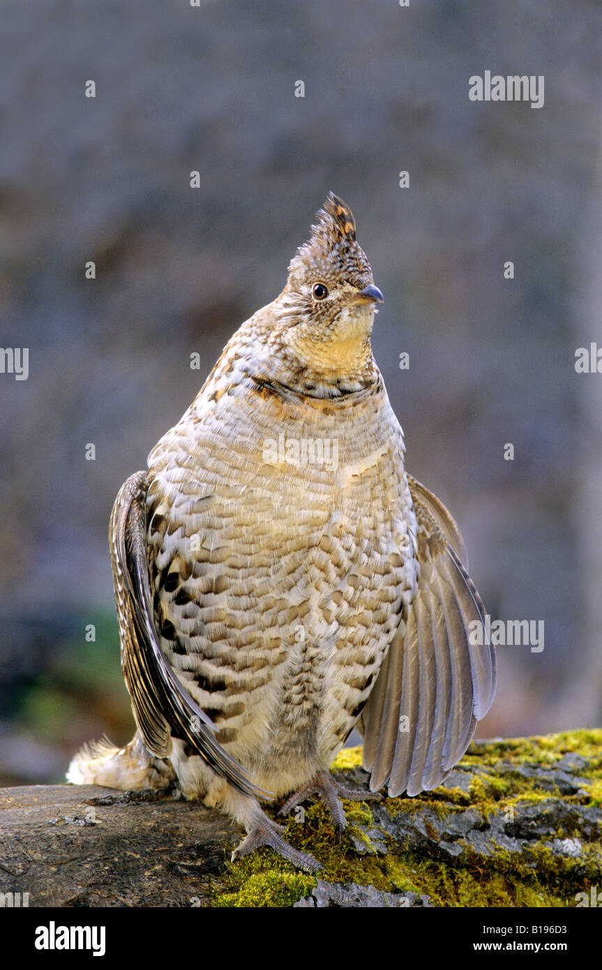 Adult male ruffed grouse (Bonasa umbellus) drumming on its territorial ...