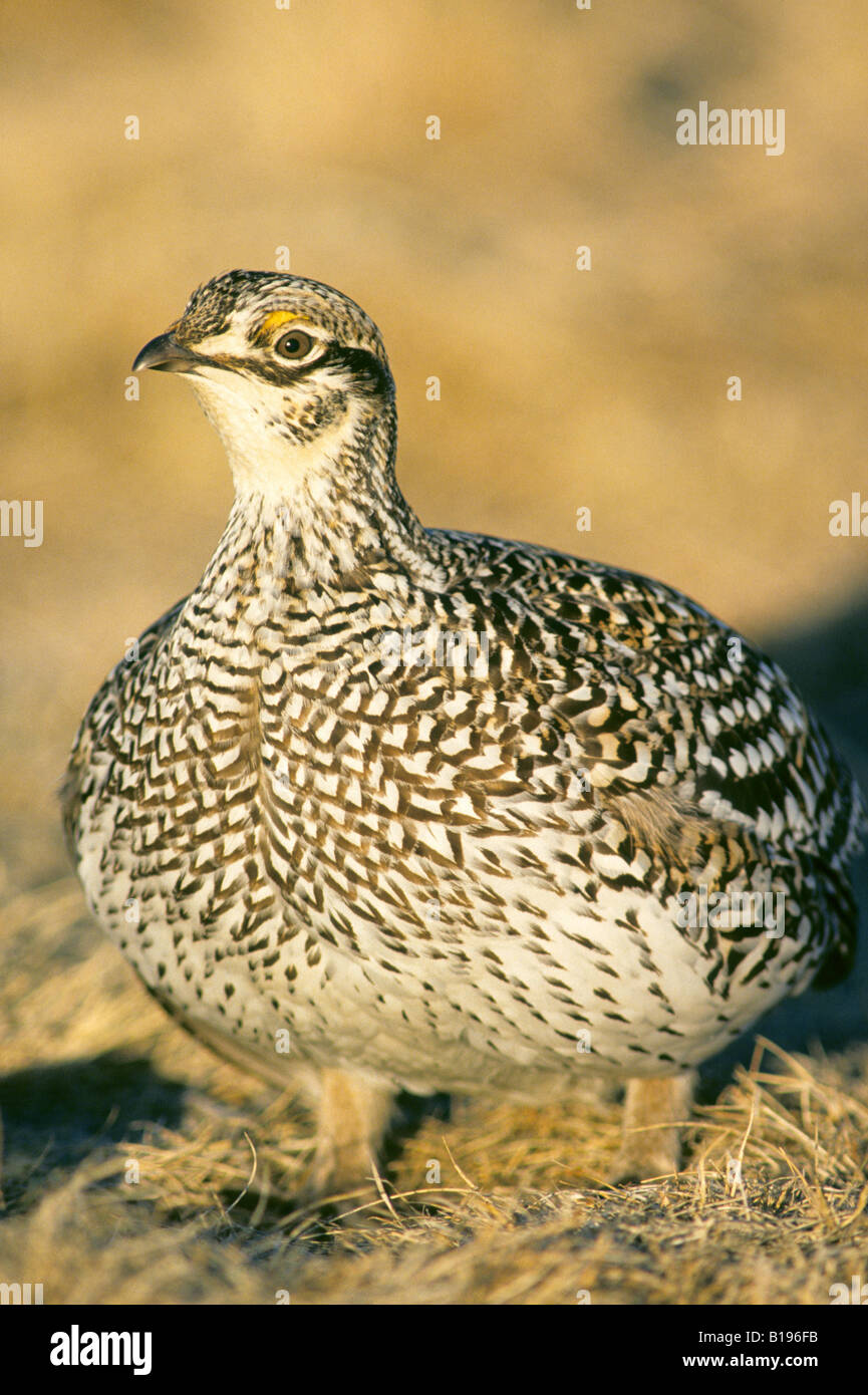 Sharp Tailed Grouse Female