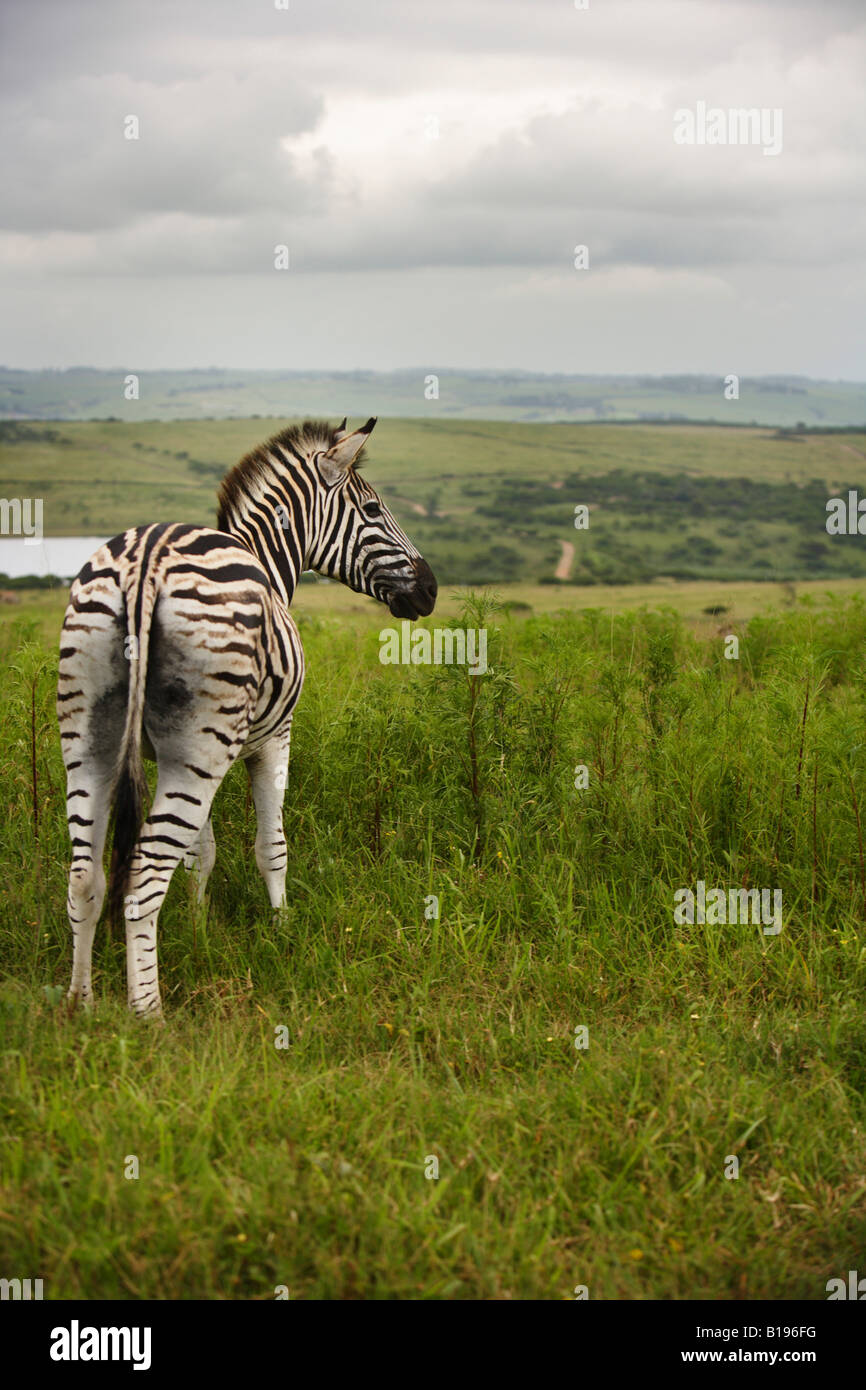 Zebra (Hippotigris Dolichohippus Stock Photo - Alamy