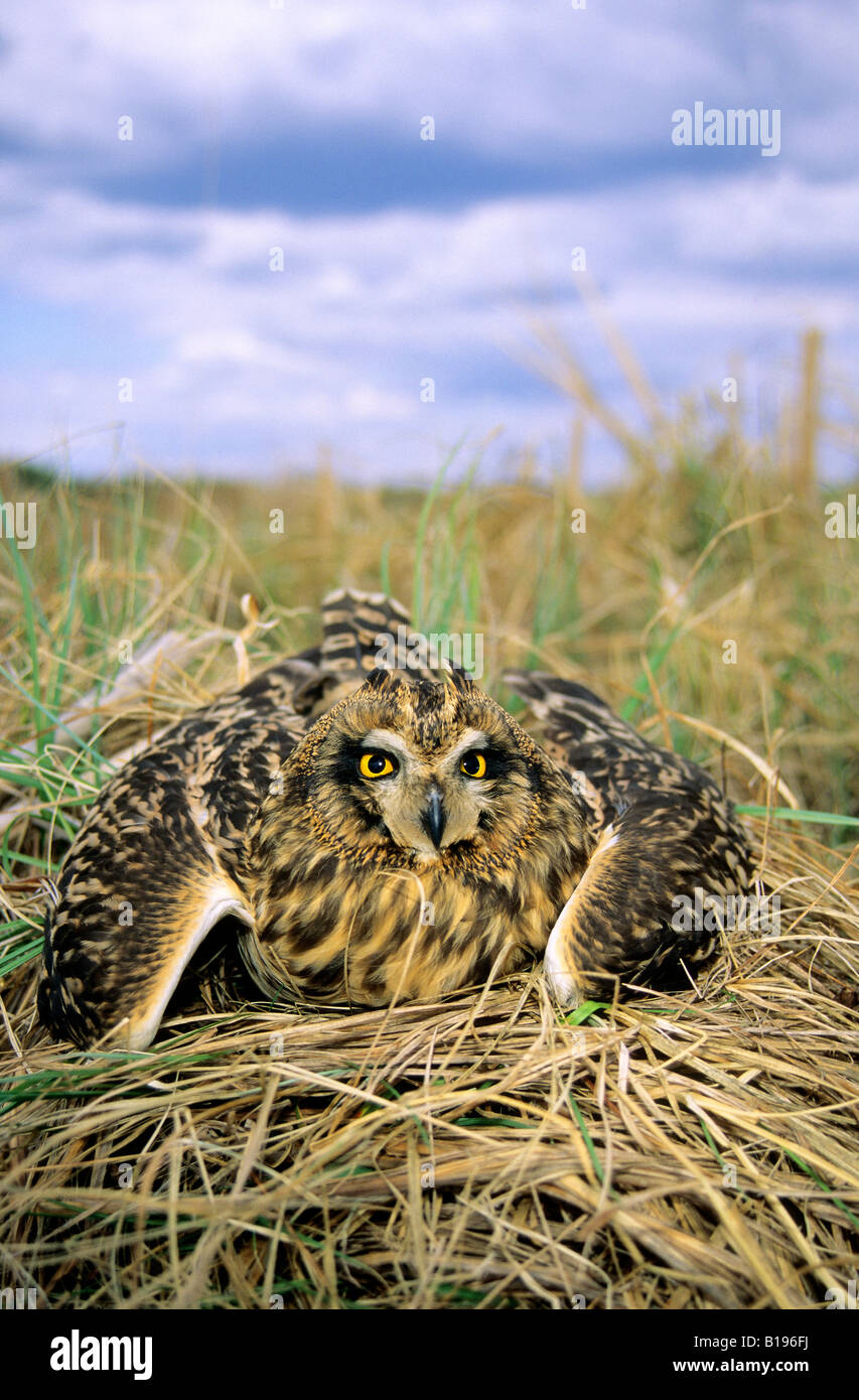 Adult short-eared owl (Asio flammeus) mantling over its nest, central ...