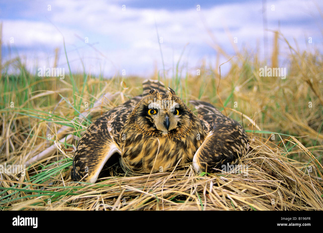 Adult female short-eared owl (Asio flammeus) mantling on its nest ...