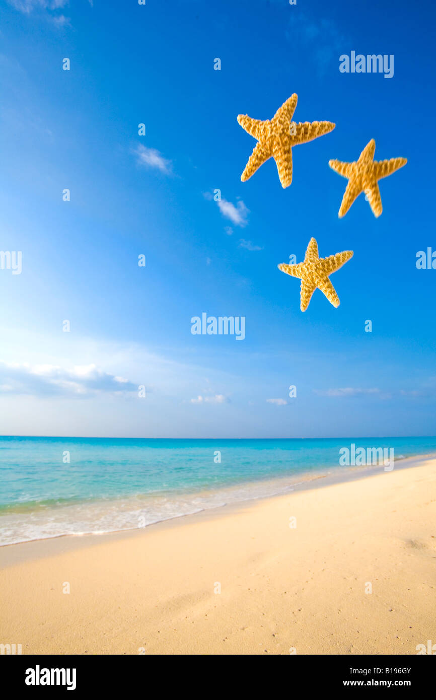 Starfish falling in front of the ocean Stock Photo - Alamy