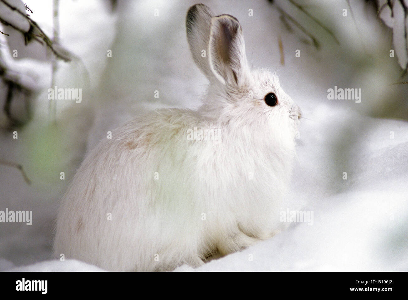 Snowshoe hare image hi-res stock photography and images - Alamy